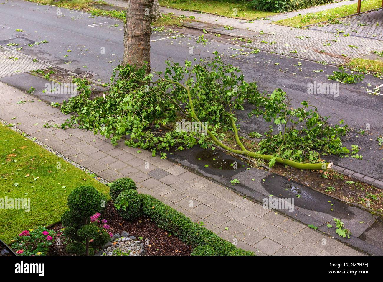 Tree damage after storm in NRW on 06/30/2022, thunderstorm with squalls ...