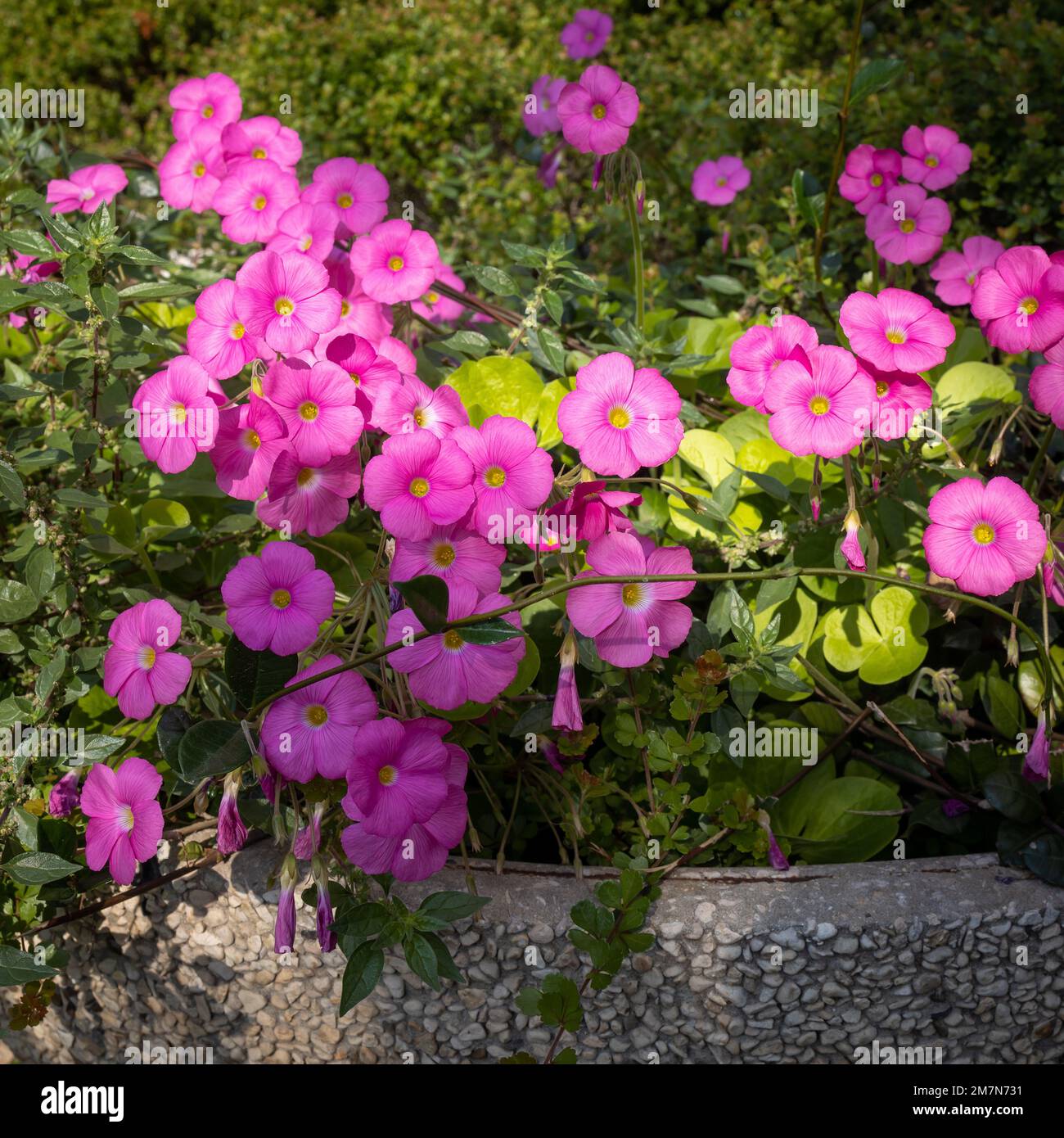 Pink oxalis oxalis articulata oxalidaceae hi-res stock photography and ...