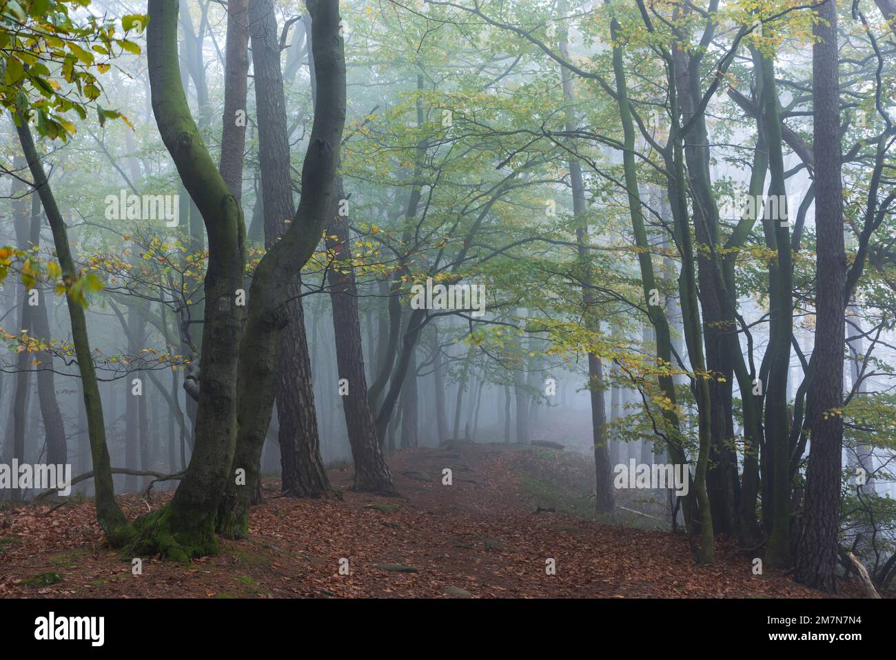 Foggy atmosphere in the forest near Lug, Pfälzerwald Nature Park ...