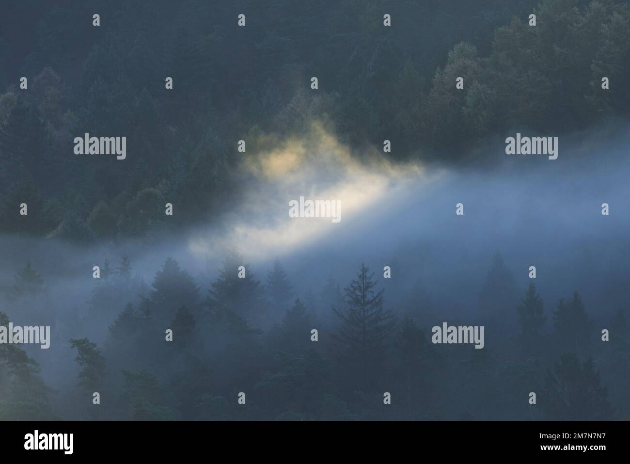 Fog plays around the trees and lights up in the morning sun ...