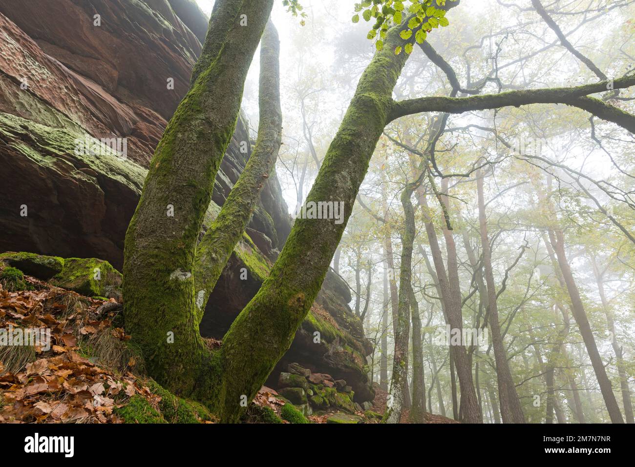 Foggy atmosphere in the forest near Lug, sandstone rocks and copper ...
