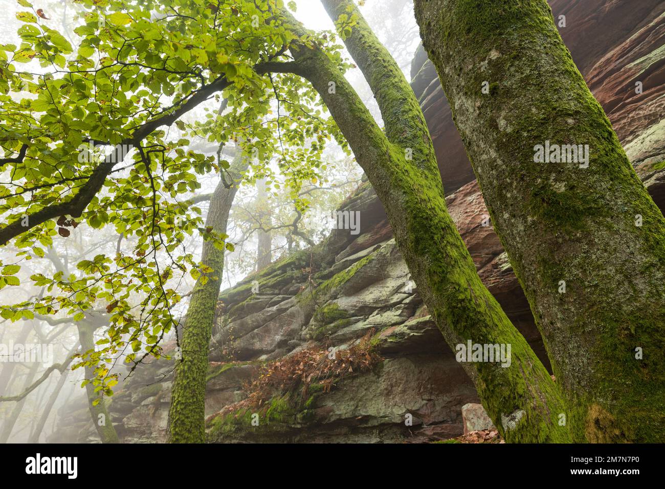 Foggy atmosphere in the forest near Lug, sandstone rocks and copper ...