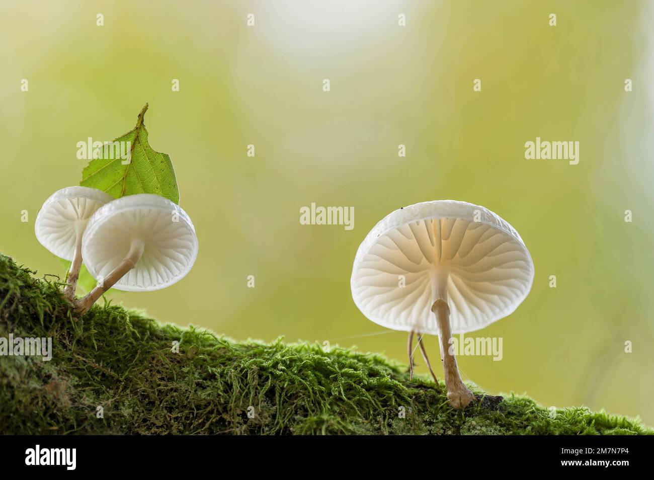 Beech slime blossoms (Mucidula mucida) on a moss-covered branch ...