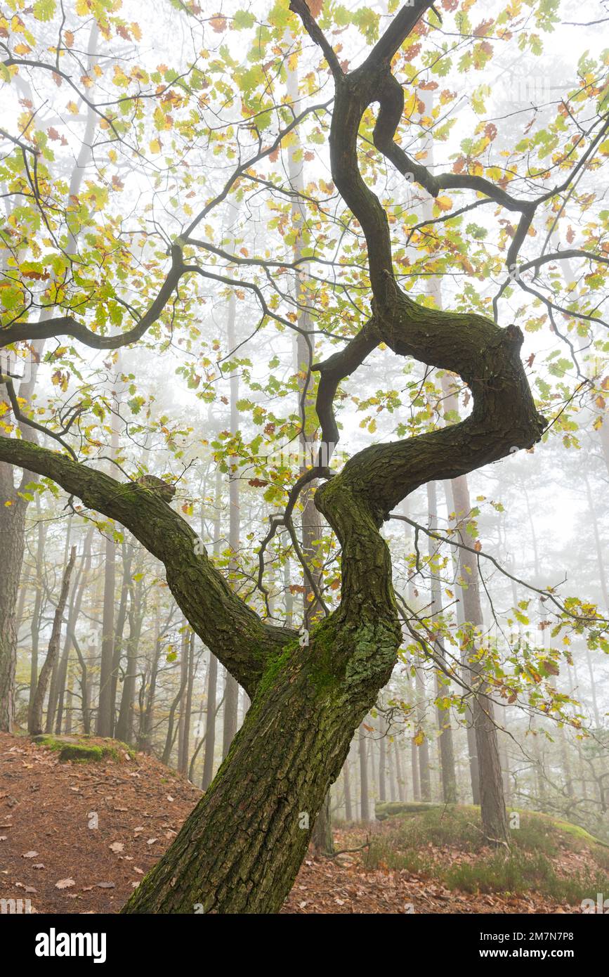 Twisted oak tree in autumn leaves hi-res stock photography and images ...
