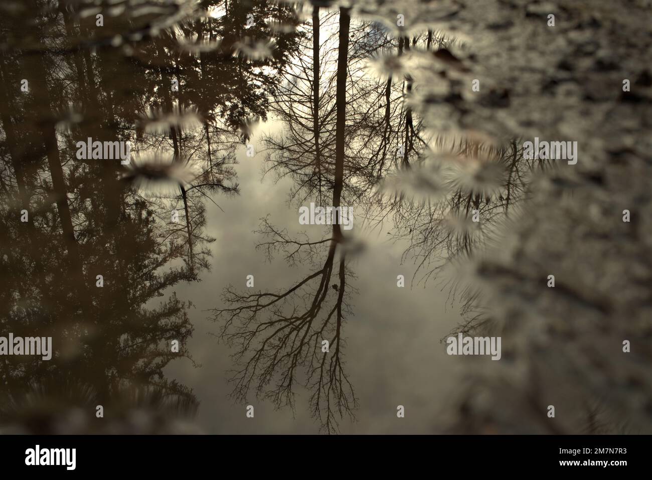 Reflection in Water Stock Photo - Alamy