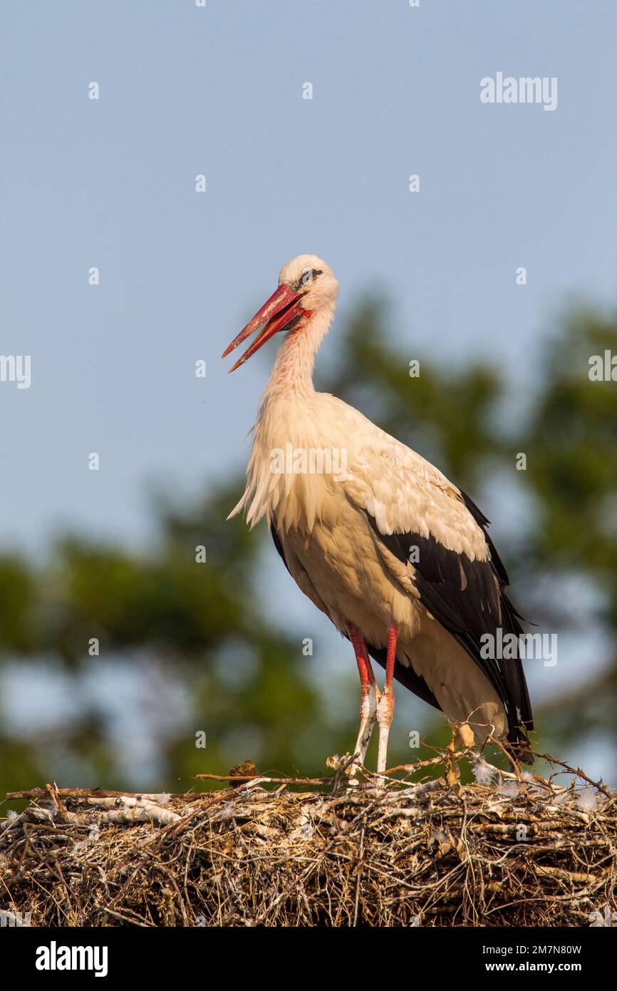 White stork at nest Stock Photo - Alamy