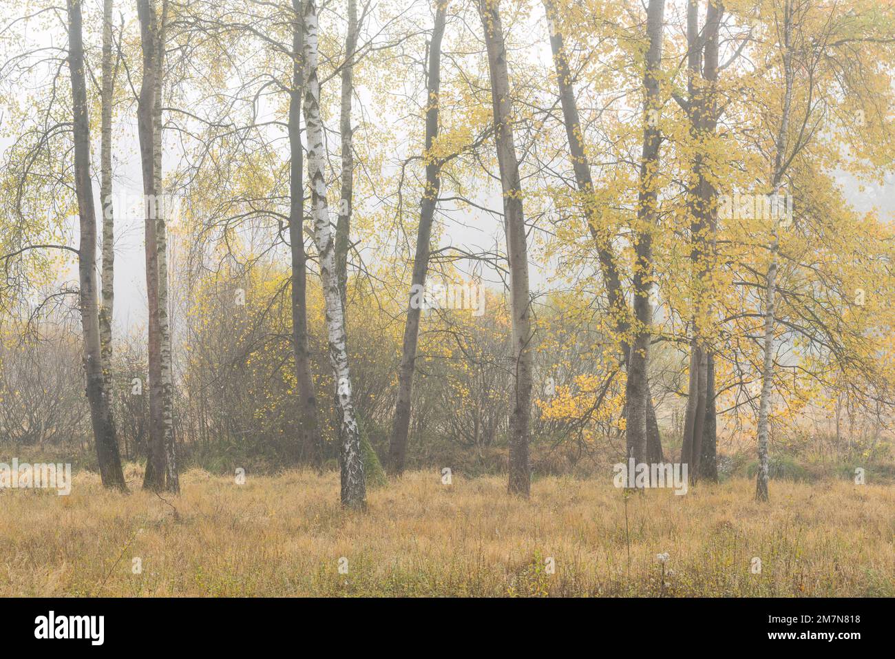 Birch and aspen trees with yellow colored foliage hi-res stock ...