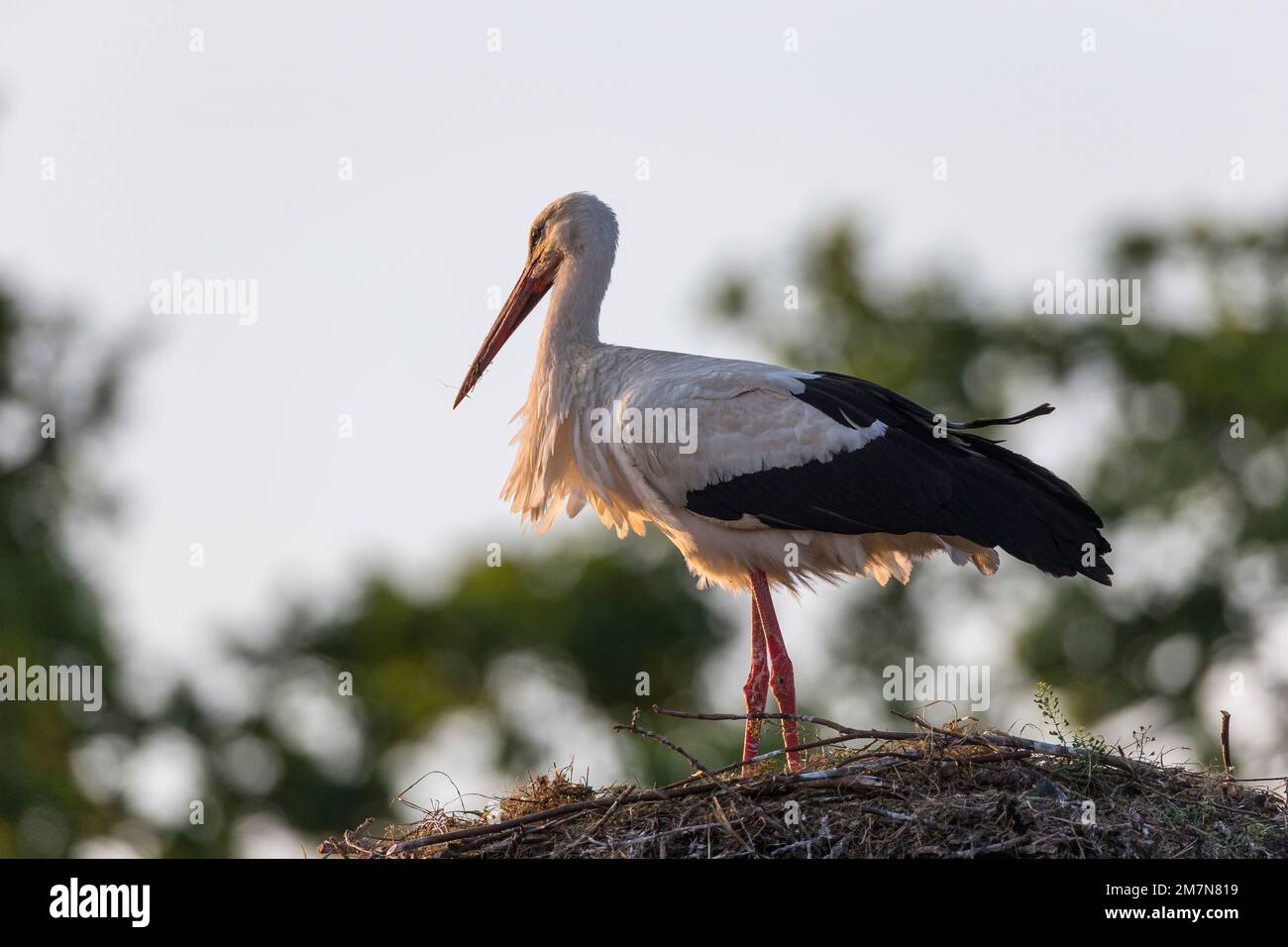 White stork at nest Stock Photo - Alamy