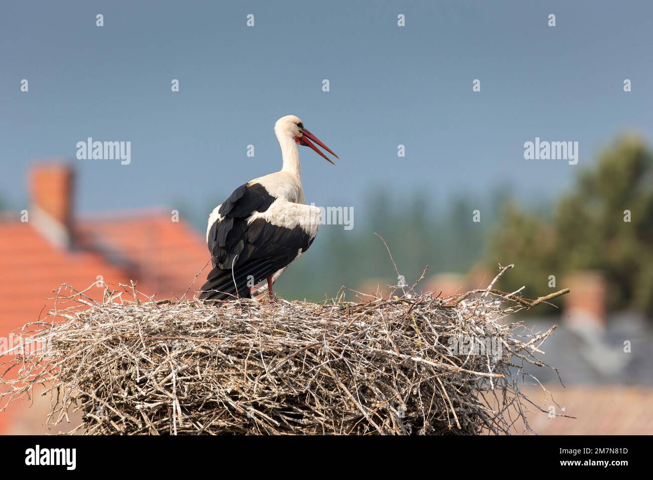 White stork at nest Stock Photo - Alamy