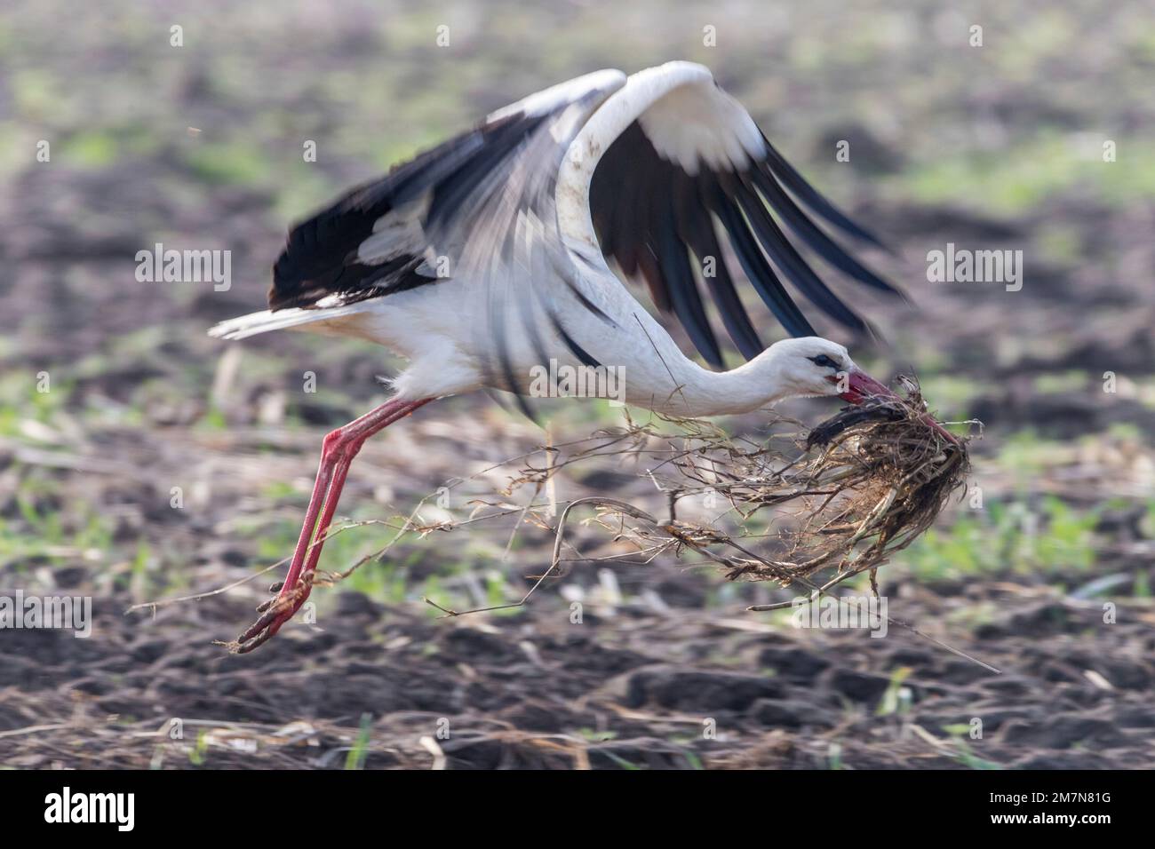 White stork with nesting material on a meadow Stock Photo - Alamy
