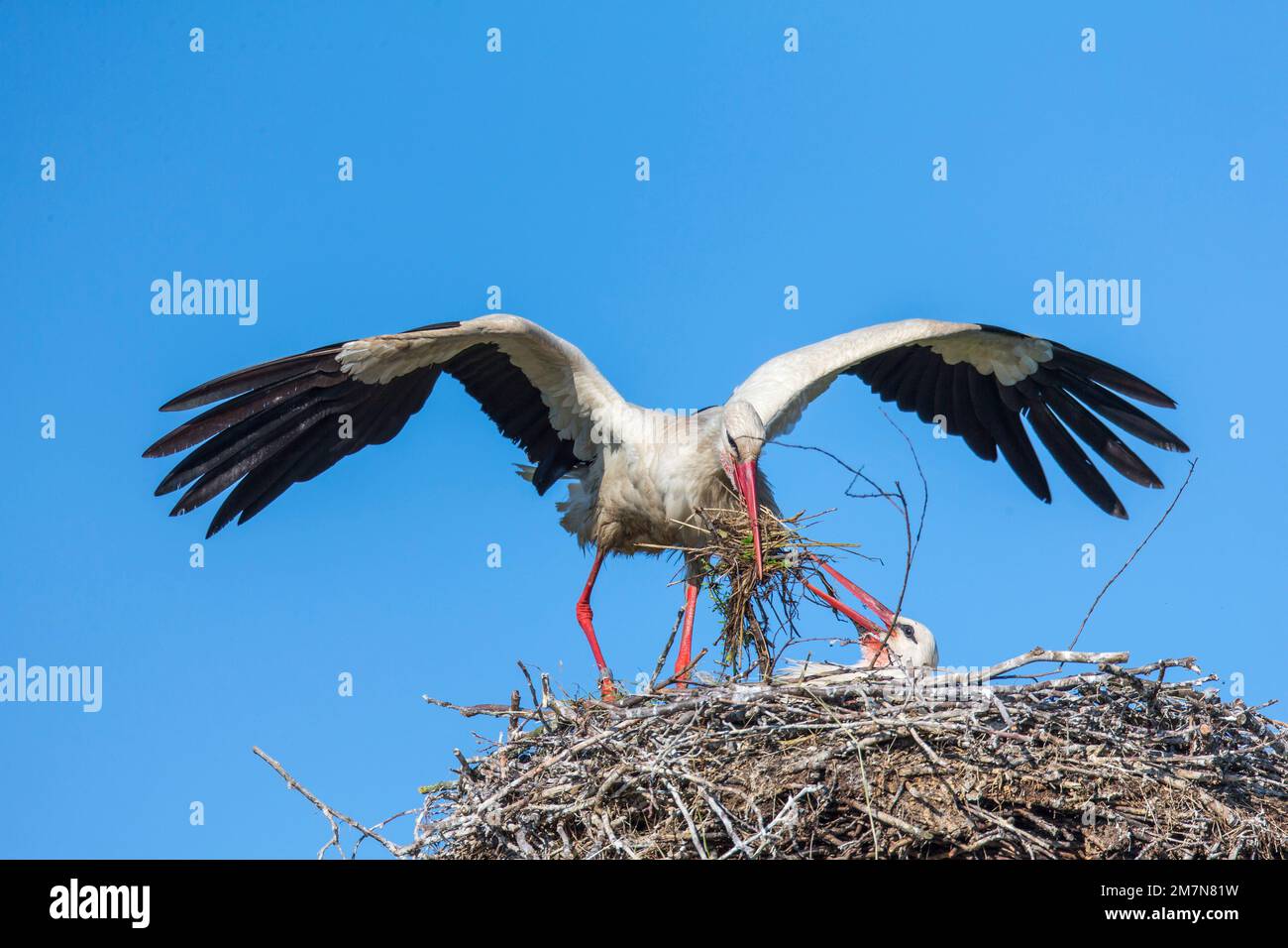 White storks at nest Stock Photo - Alamy