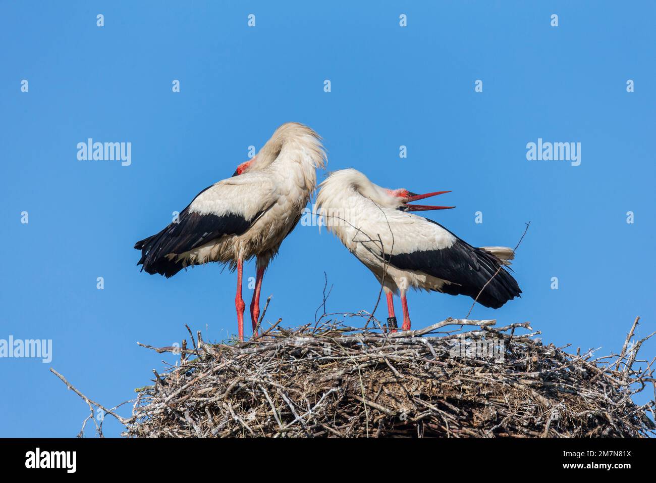 White storks at nest Stock Photo - Alamy