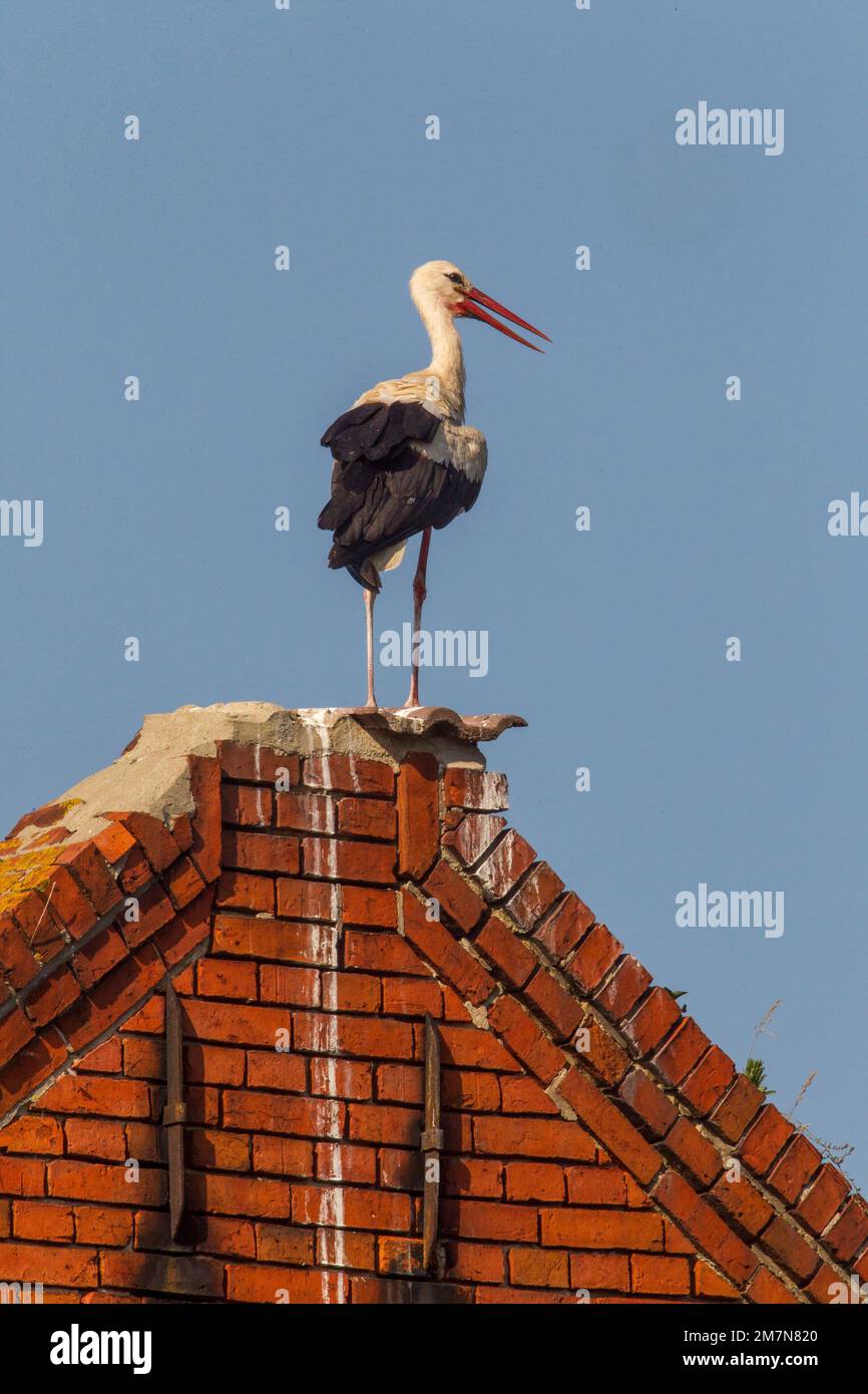 White stork at nest Stock Photo - Alamy