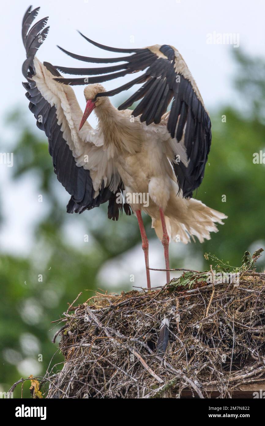 White stork at nest Stock Photo - Alamy