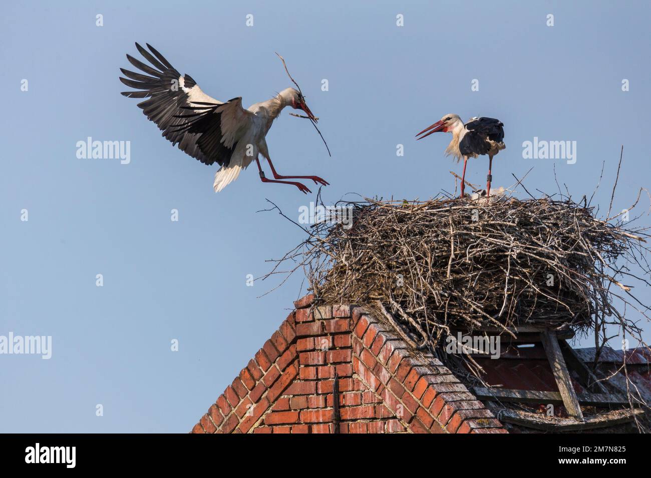 White storks at nest Stock Photo - Alamy