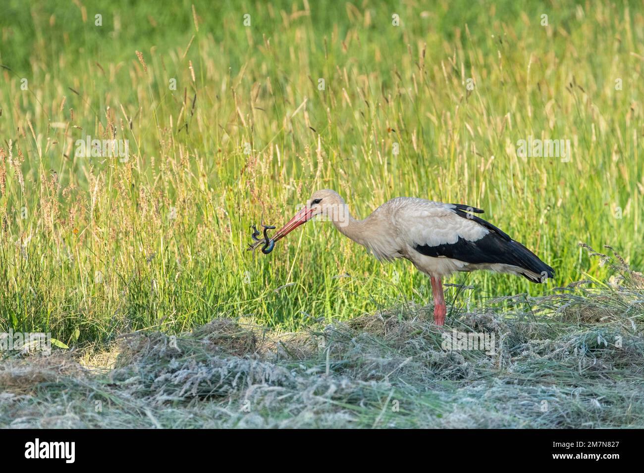 White stork foraging, snake in beak Stock Photo - Alamy