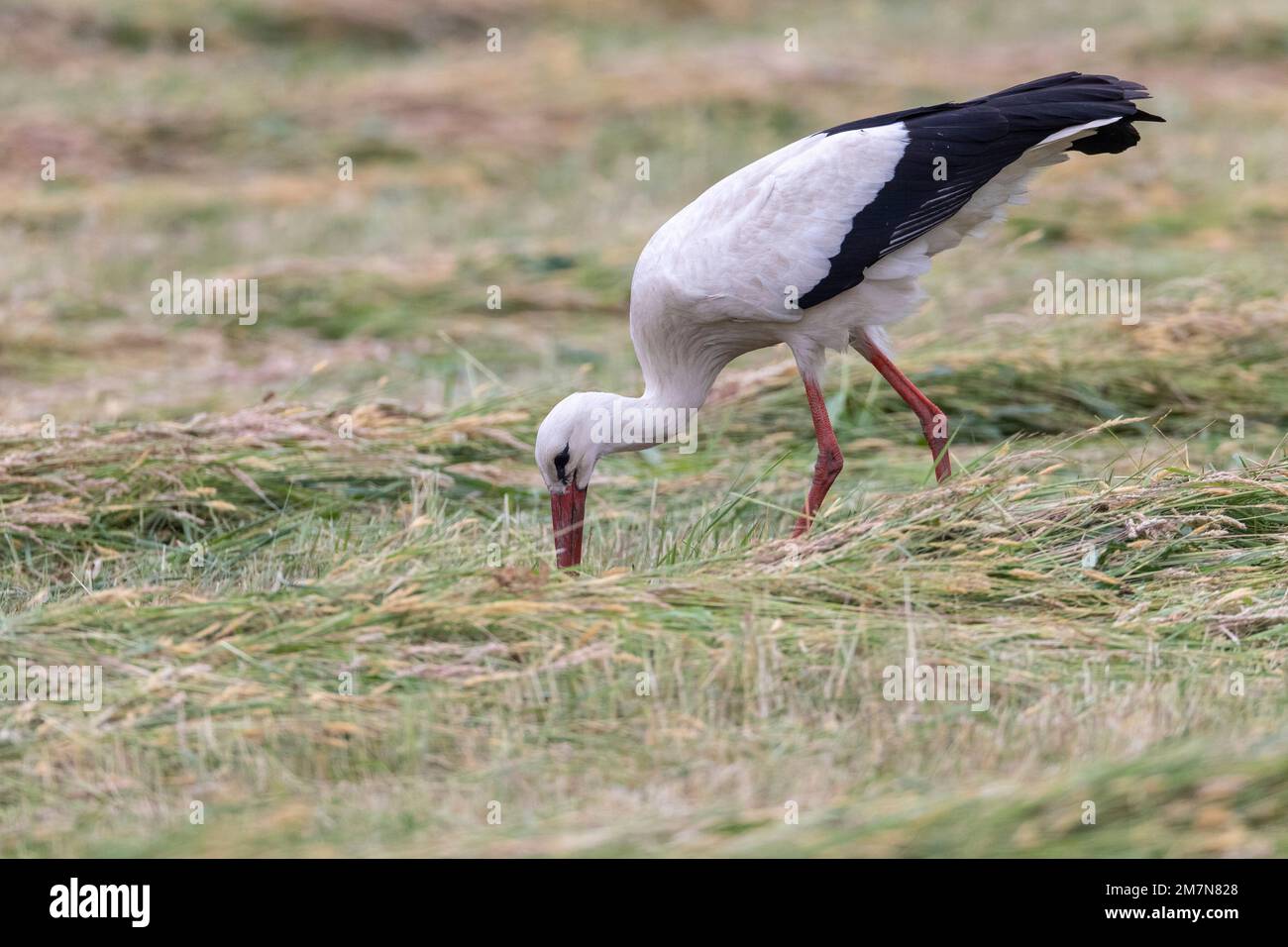 Storck foundation hi-res stock photography and images - Alamy