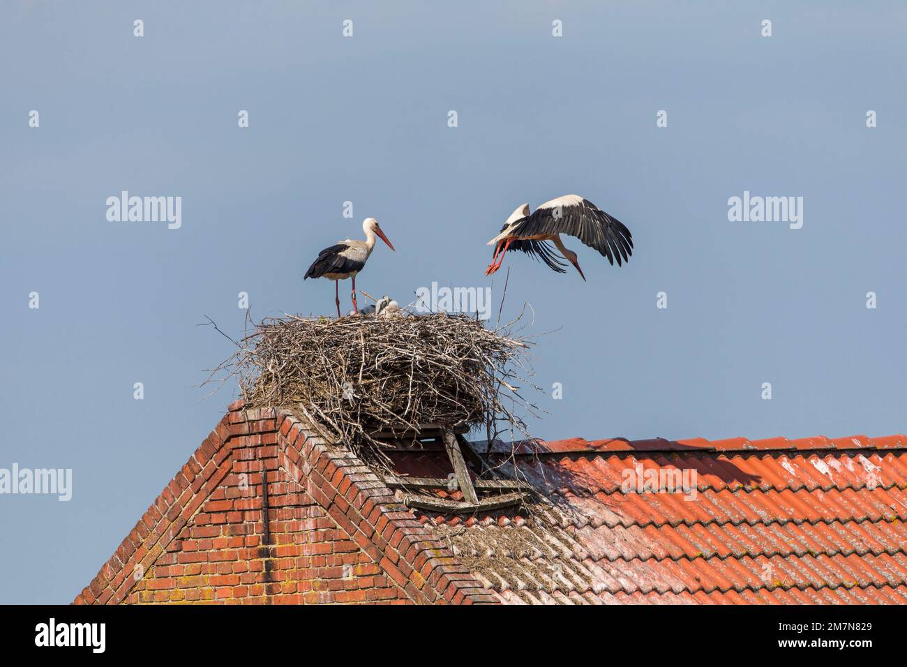 Rühstädt stork hi-res stock photography and images - Alamy