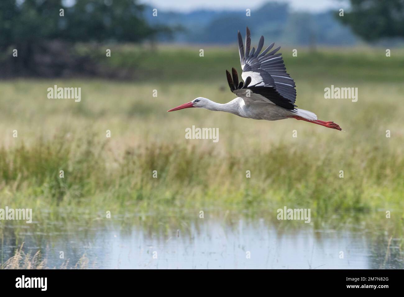White stork in flight Stock Photo - Alamy