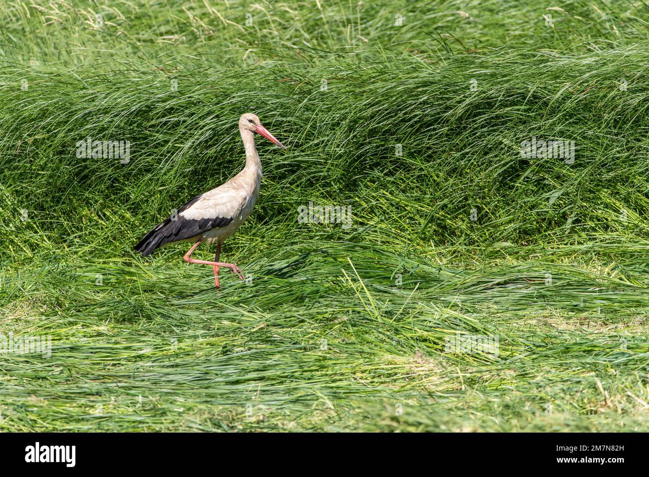 White stork foraging Stock Photo - Alamy