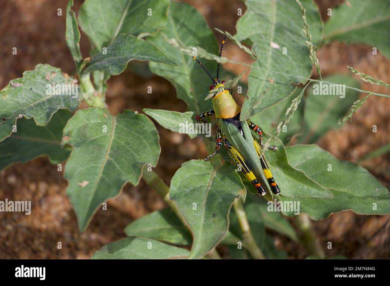 Insect hiding in nature hi-res stock photography and images - Alamy