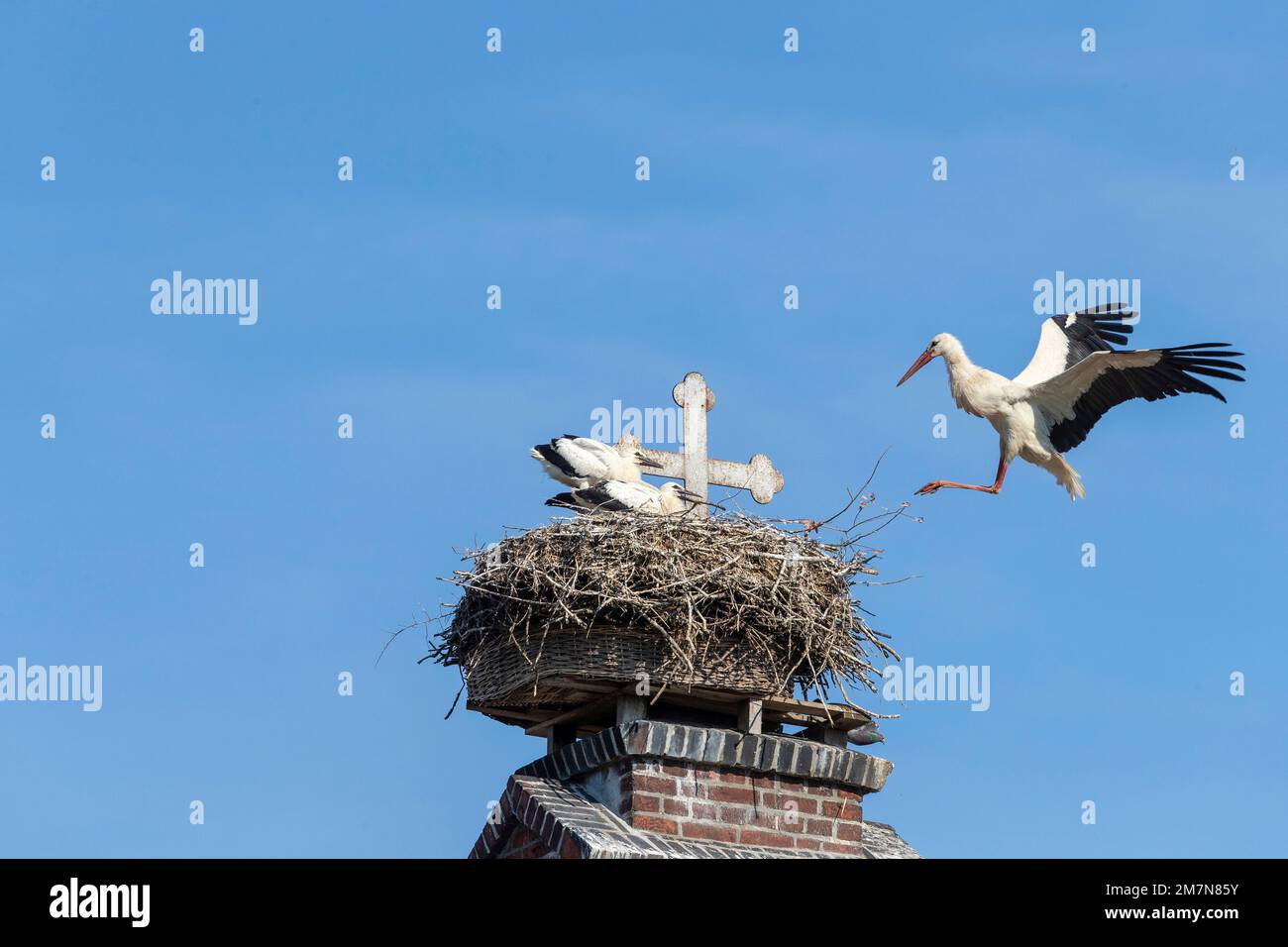 White storks at nest Stock Photo - Alamy