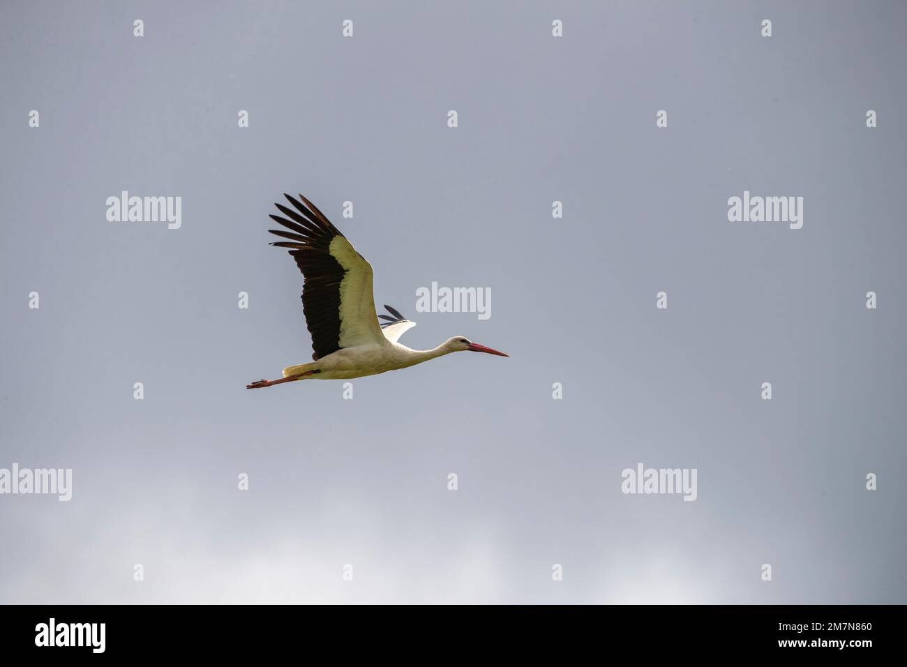 White stork in flight Stock Photo - Alamy