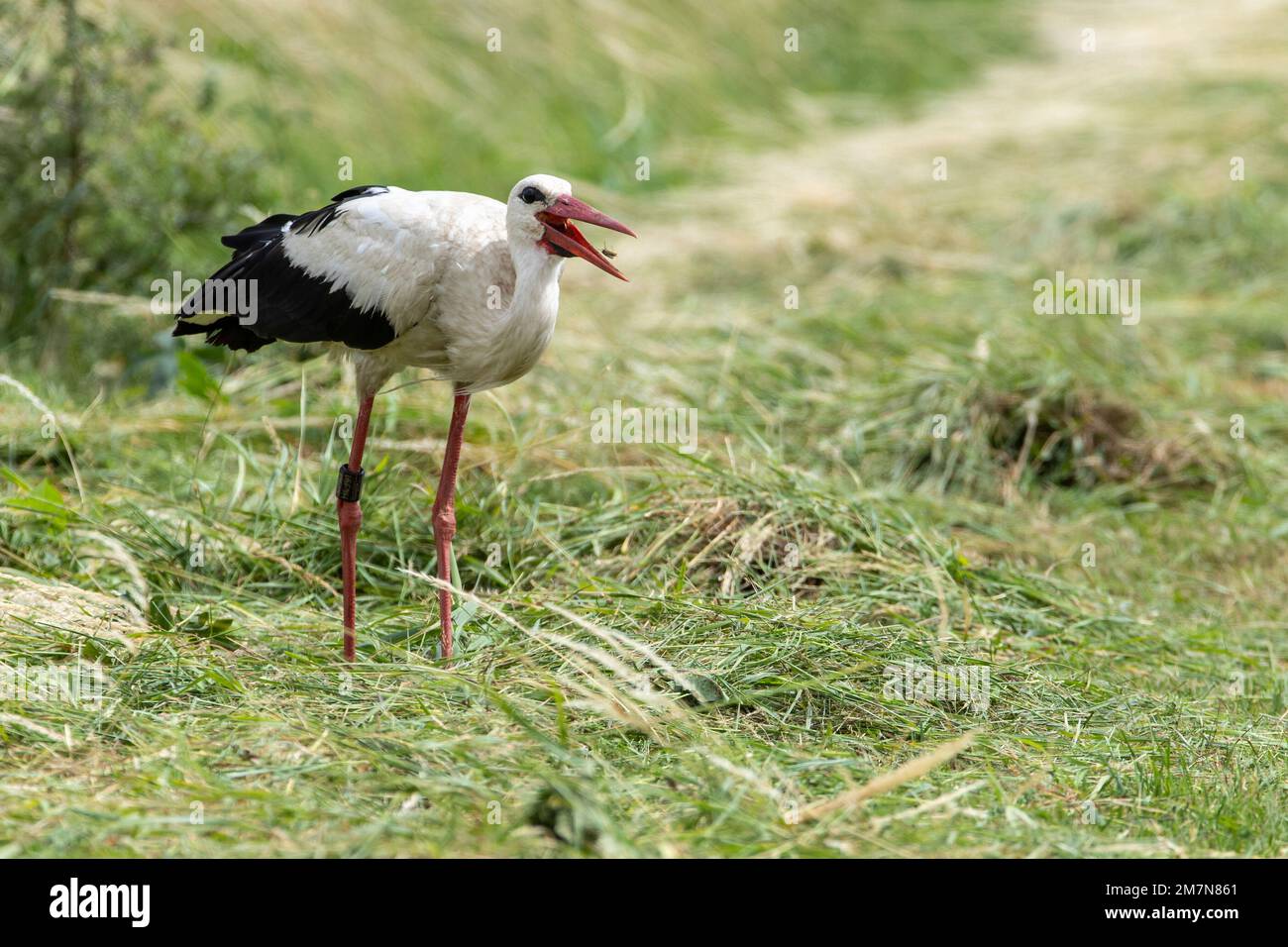 White stork foraging Stock Photo - Alamy