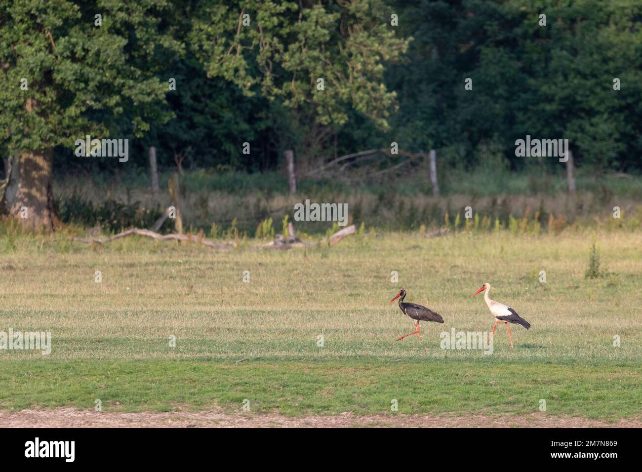 Transmitter stork hi-res stock photography and images - Alamy