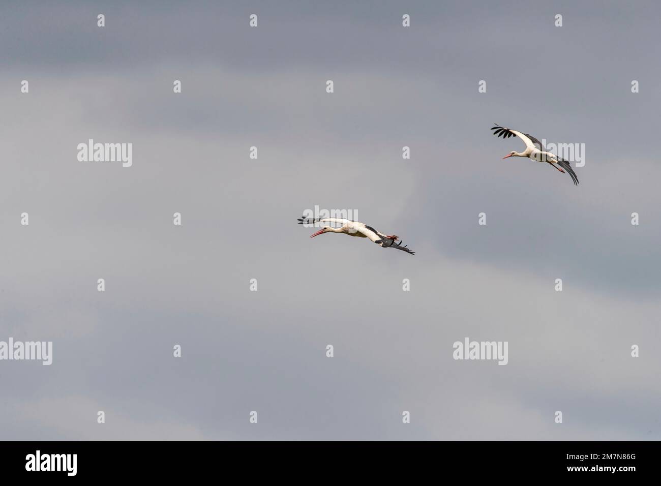Stork bar hi-res stock photography and images - Alamy