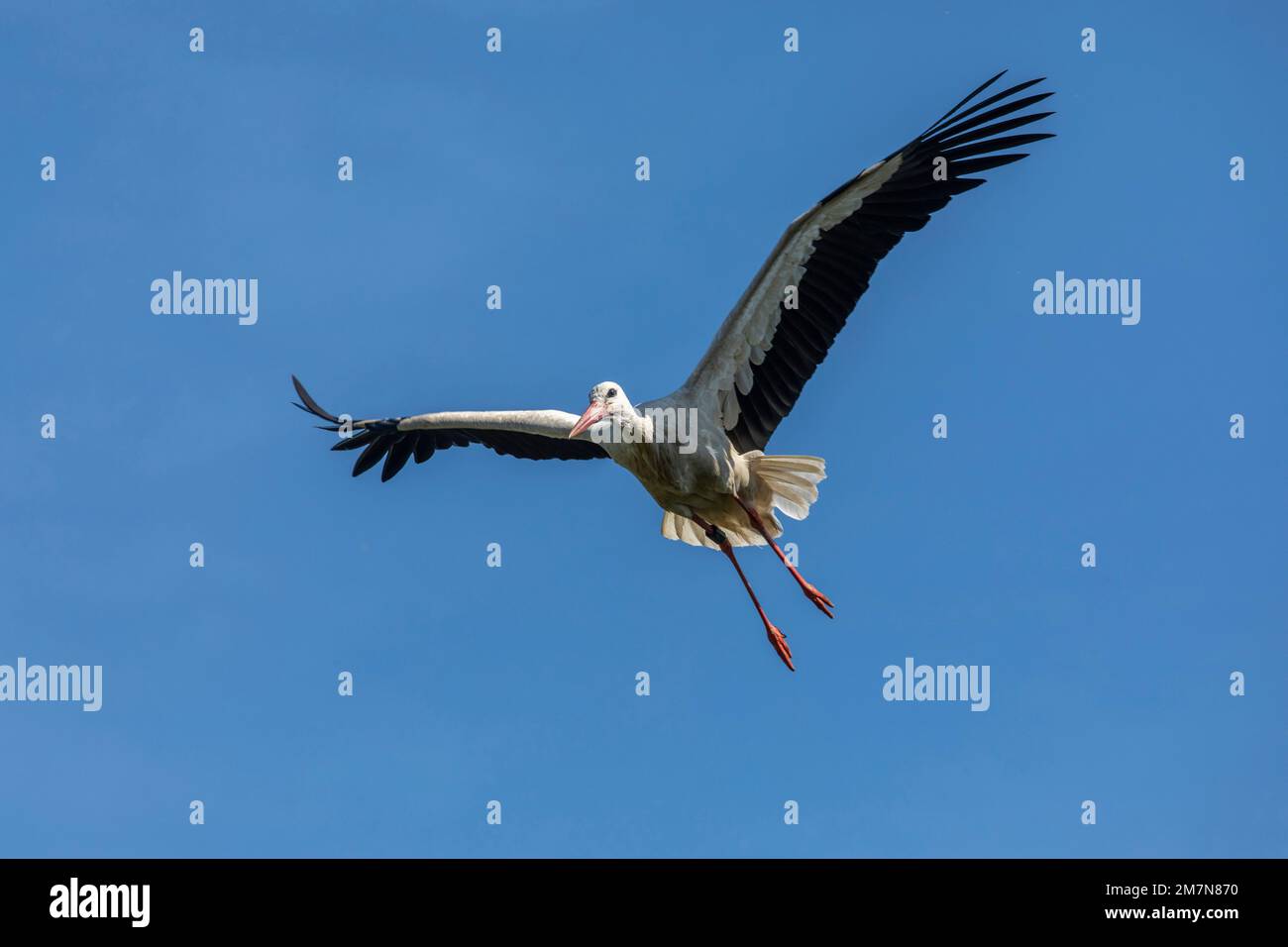 White stork in flight Stock Photo - Alamy