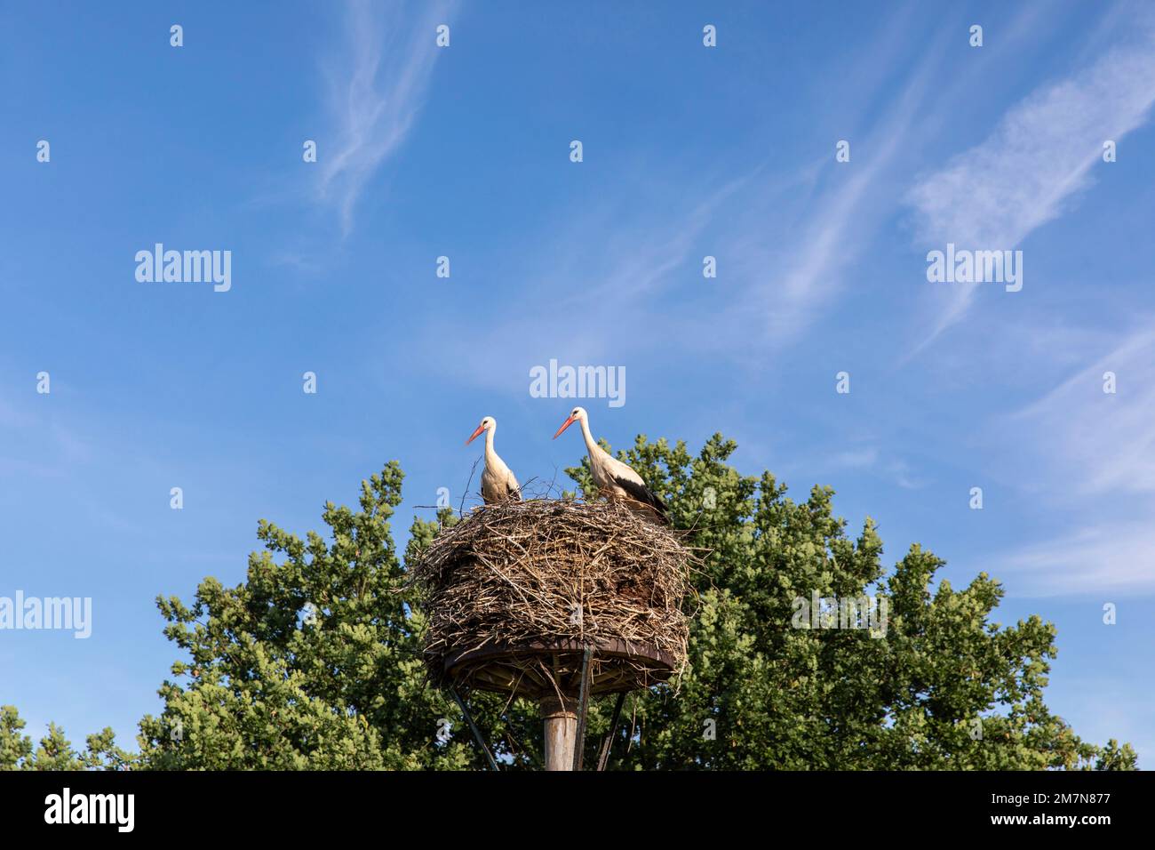 White storks countryside hi-res stock photography and images - Alamy