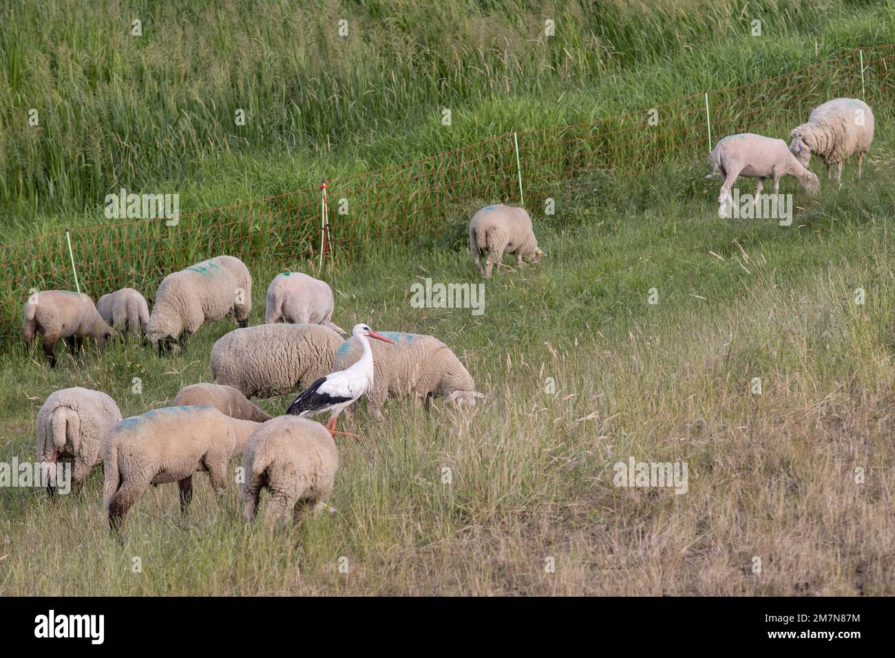 White stork among sheep in a meadow Stock Photo - Alamy