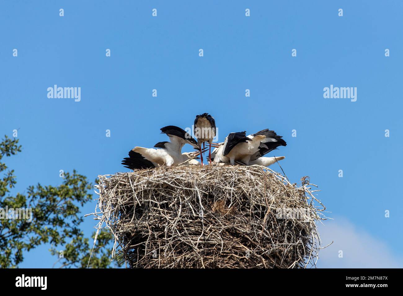 White storks at nest Stock Photo - Alamy