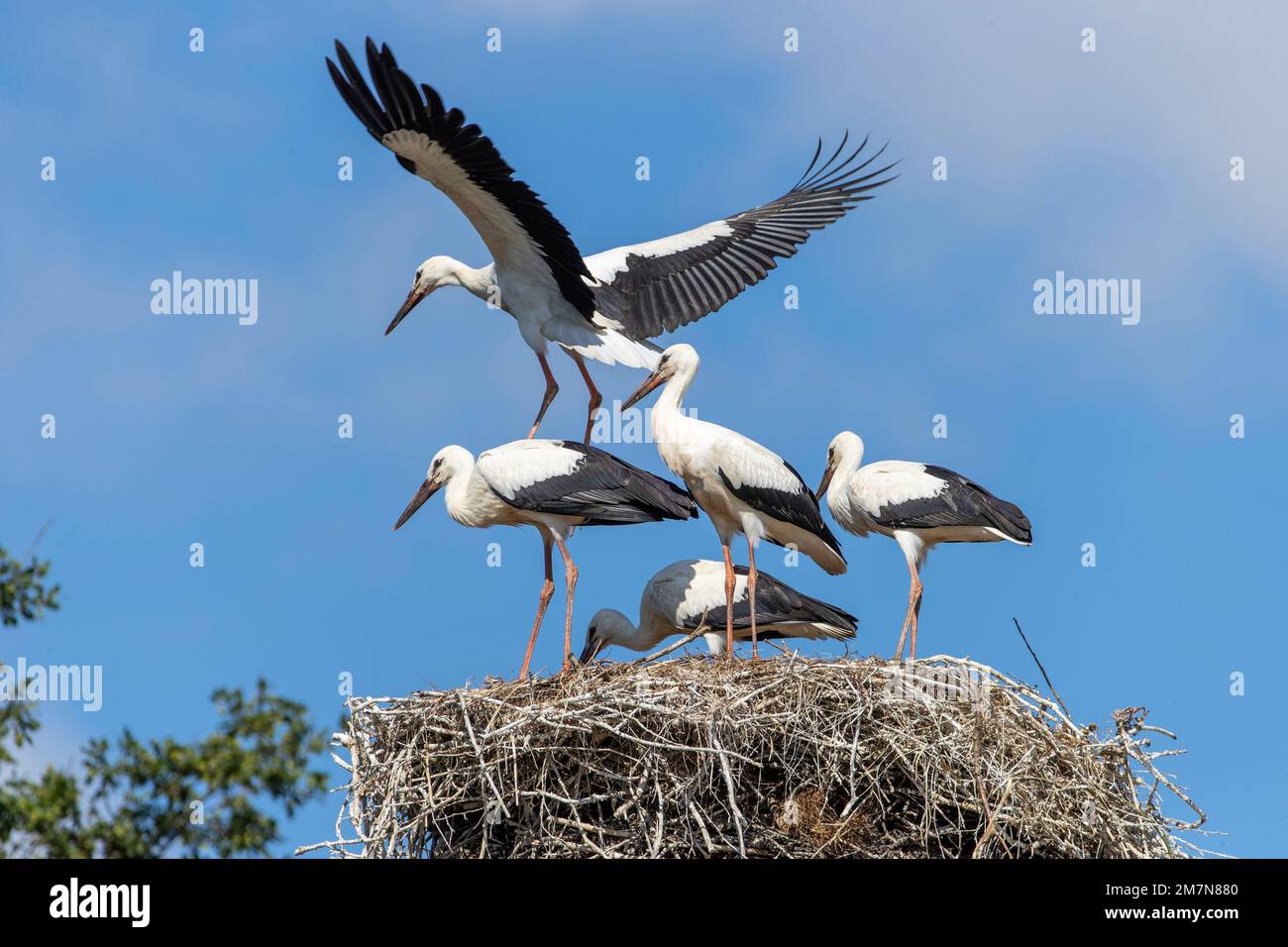 White storks at nest Stock Photo - Alamy