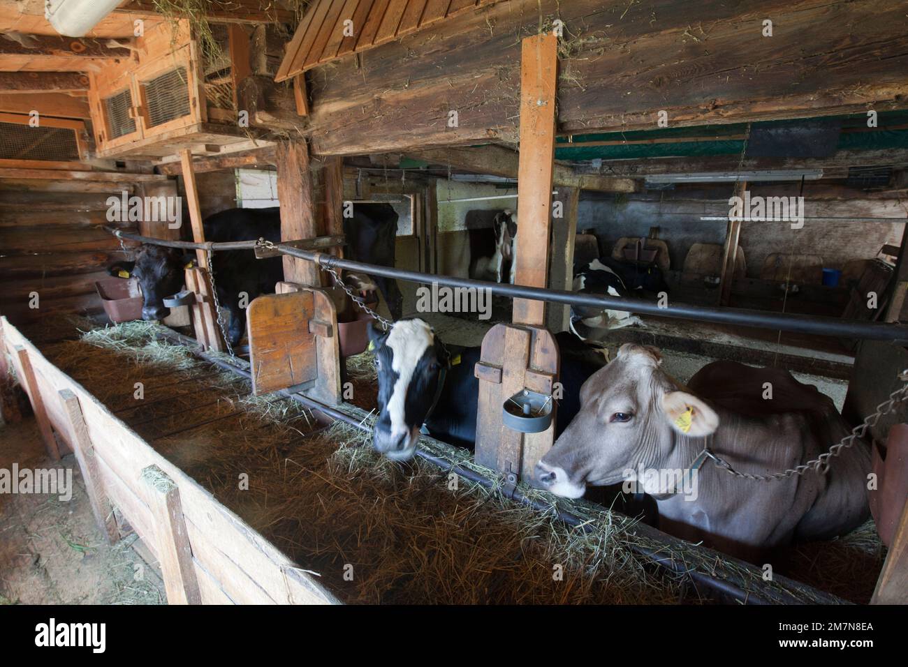 Cattle chained in barn from South Tyrolean farm in Ulten Valley Stock ...