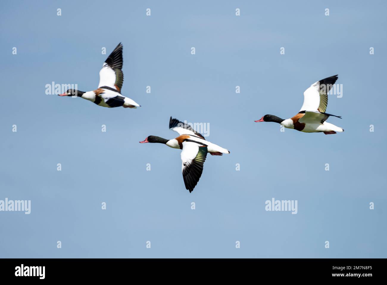 Flying shelducks hi-res stock photography and images - Alamy