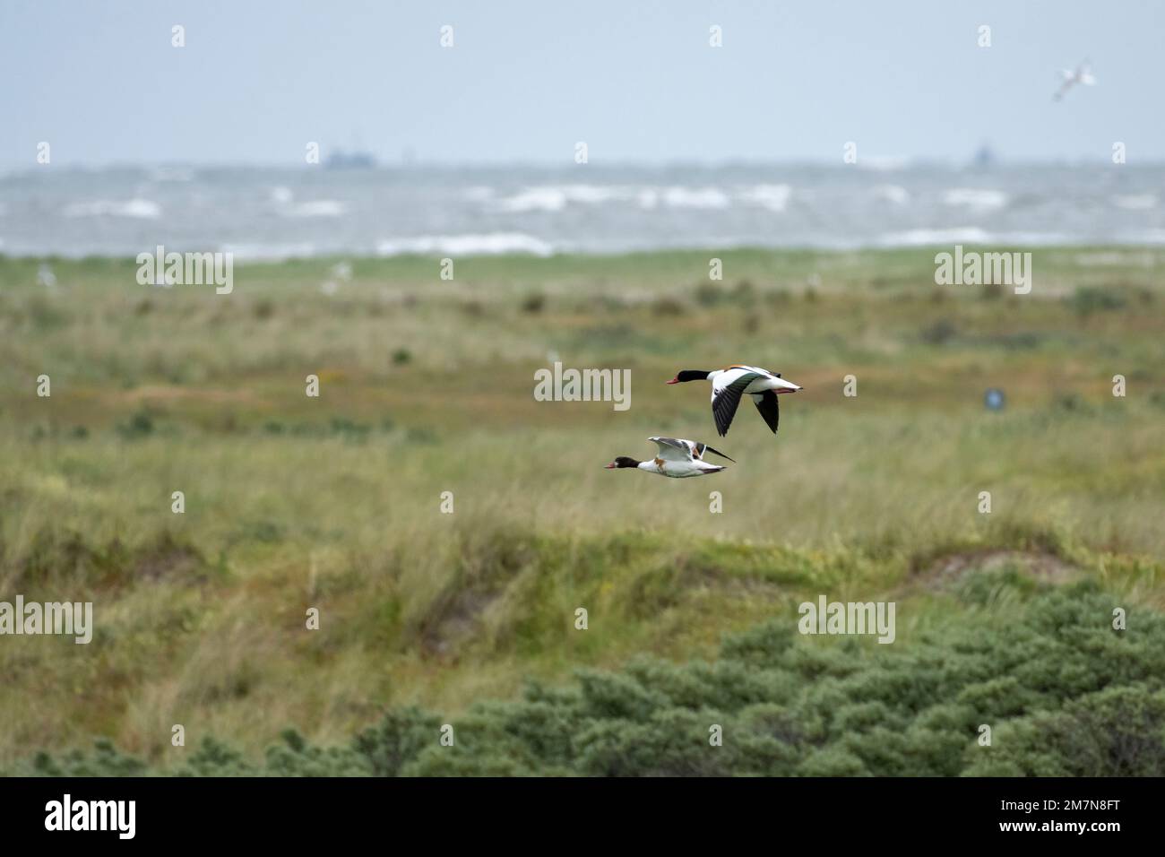 Flying shelducks hi-res stock photography and images - Alamy