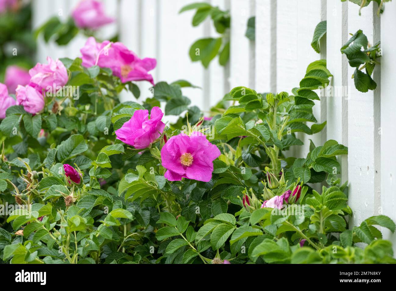 Dog rose (Rosa canina), also called hag rose, hedge rose or heather ...