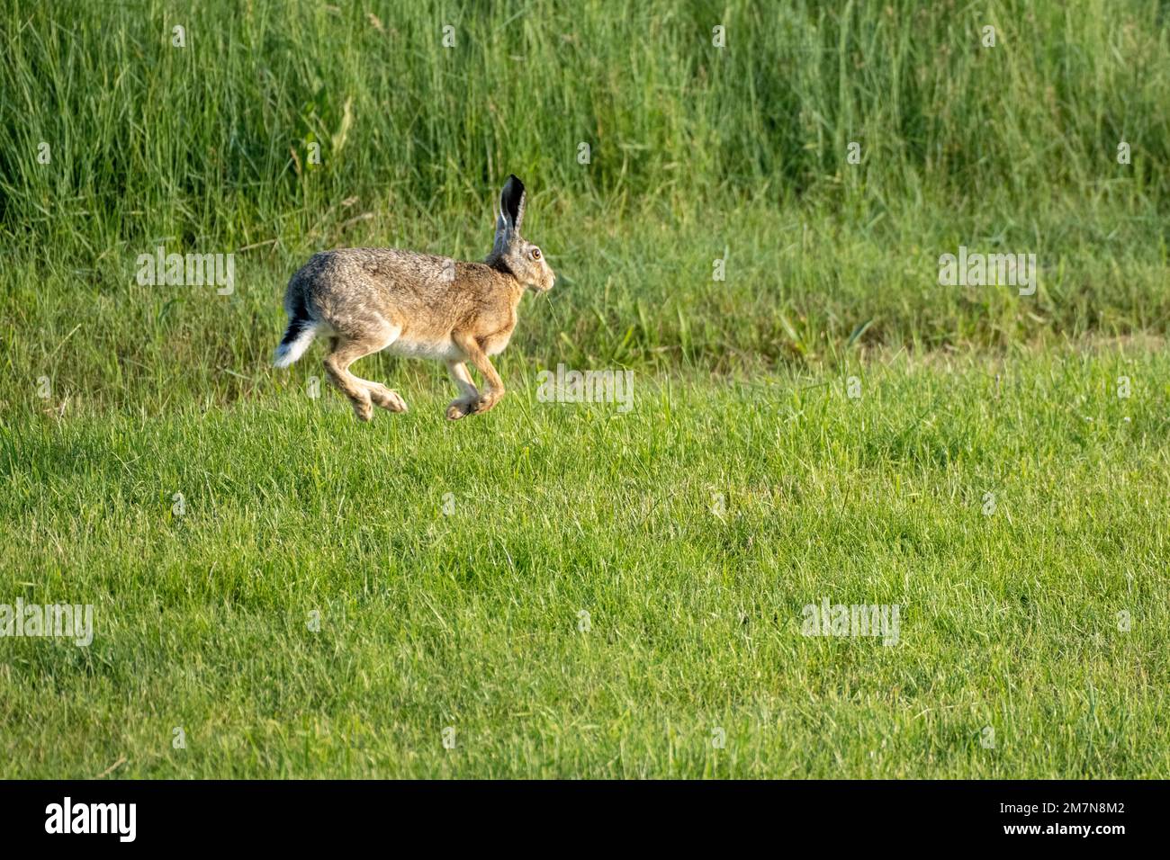 European hare (Lepus europaeus), short hare, on the island of Juist ...