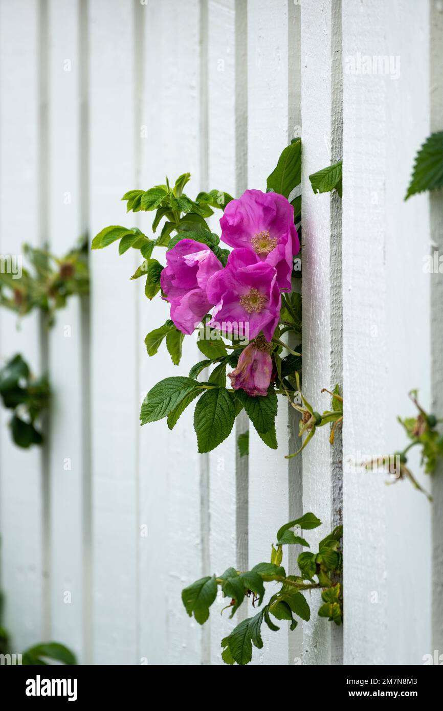 Dog rose (Rosa canina), also called hag rose, hedge rose or heather ...
