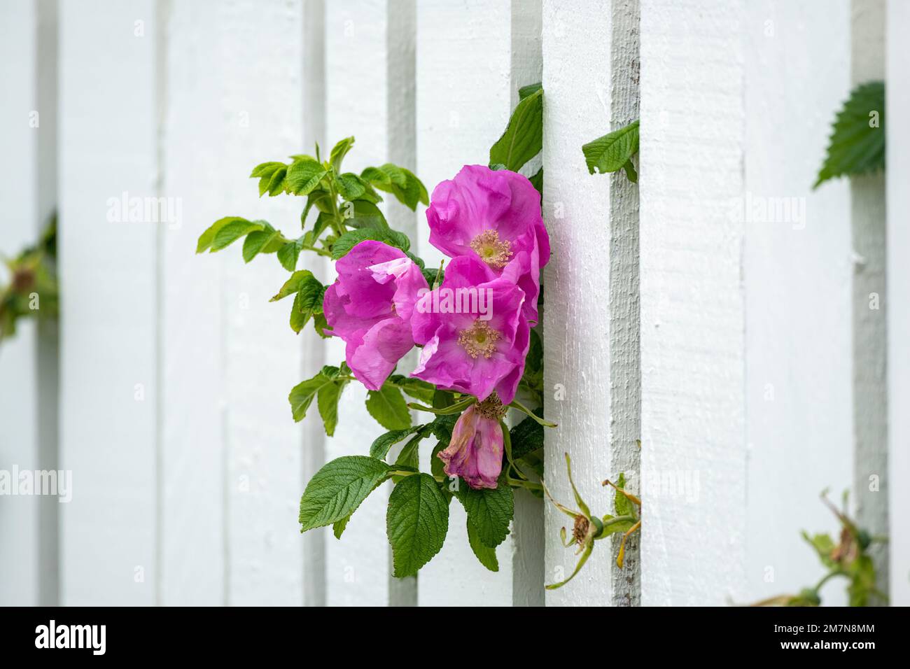 Dog rose (Rosa canina), also called hag rose, hedge rose or heather ...