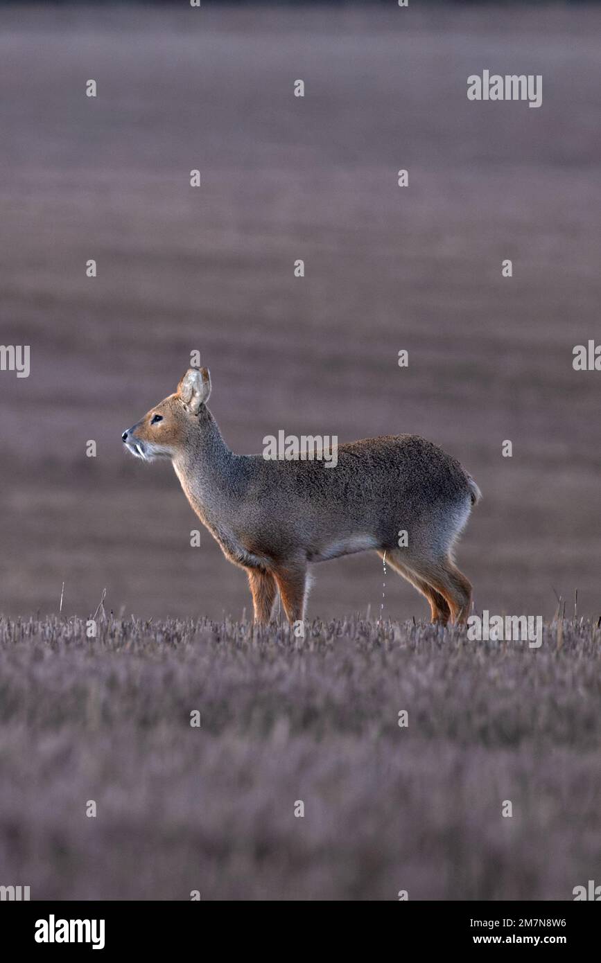 Chinese Water Deer (Hydropotes inermis) urinating weeing Norfolk UK GB ...
