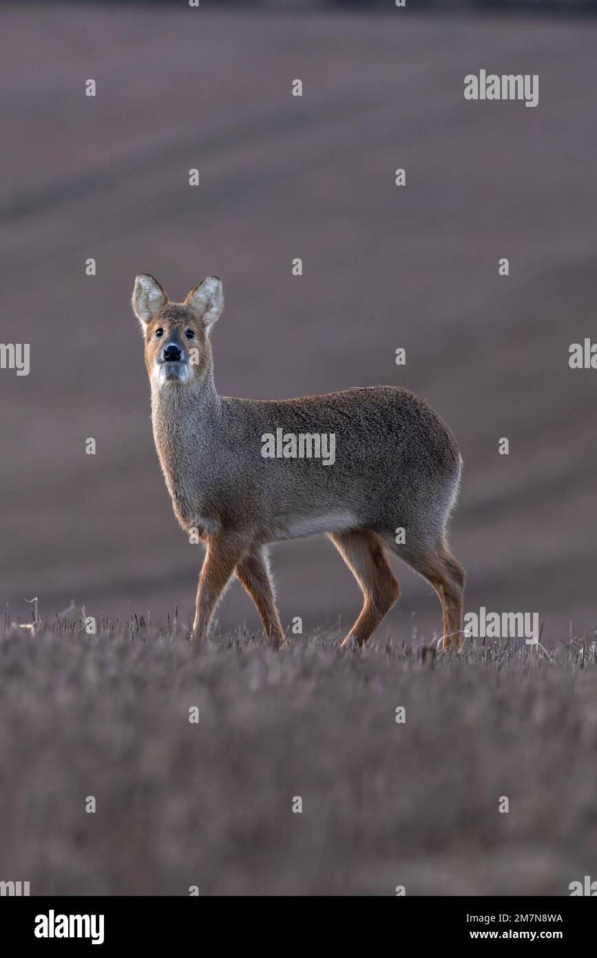 Chinese Water Deer (Hydropotes inermis) Norfolk UK GB January 2023 ...