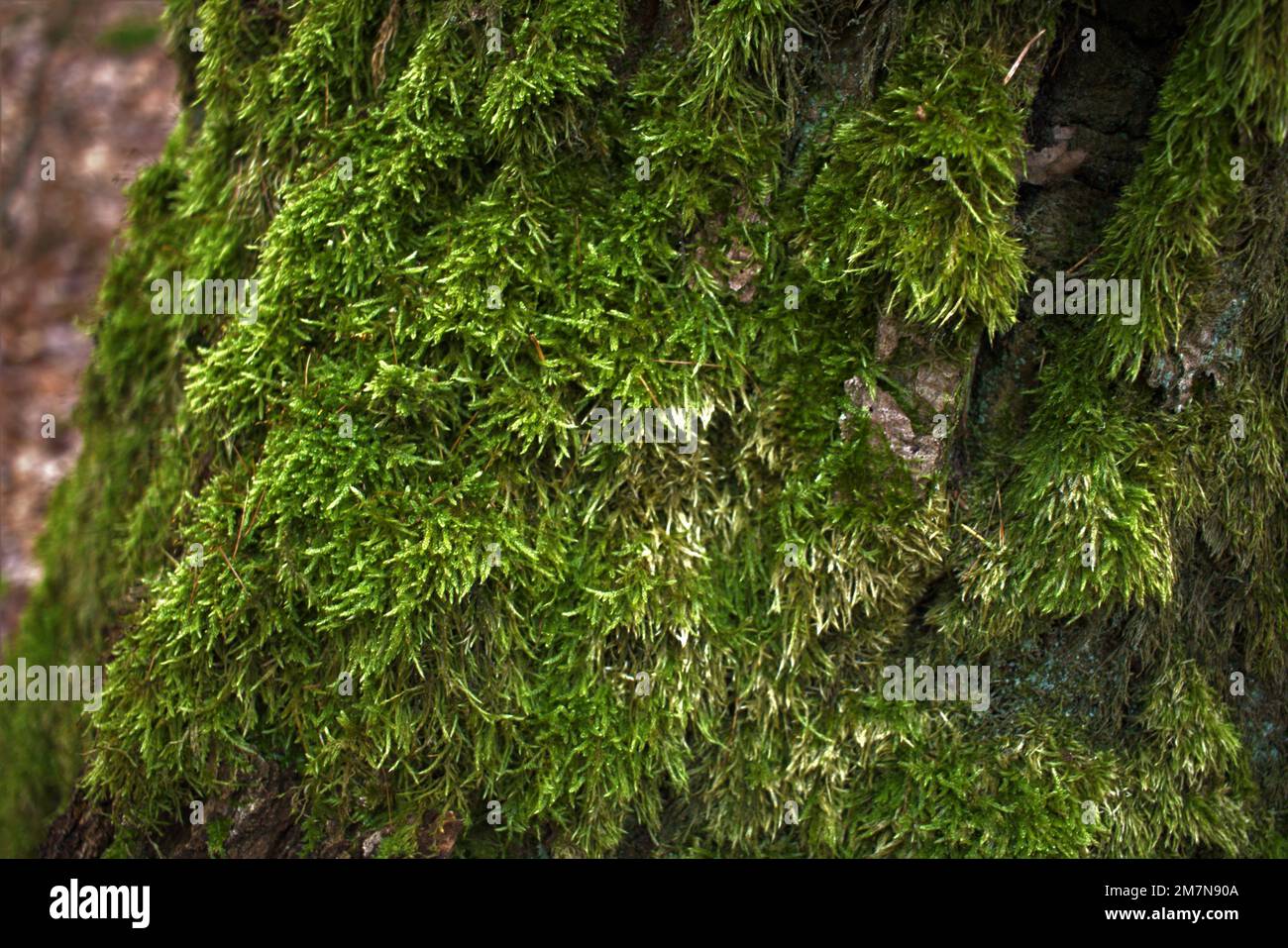 Beautiful moos hi-res stock photography and images - Alamy