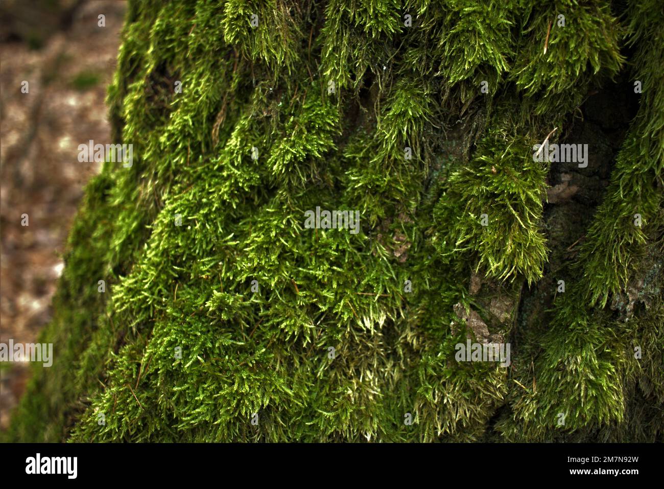 Nice day tree hi-res stock photography and images - Alamy