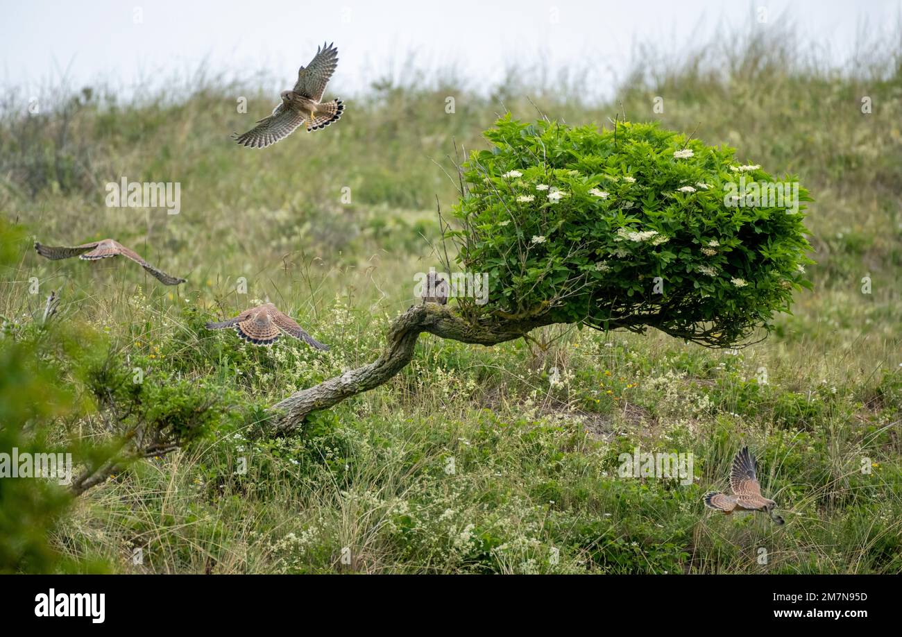Germany, marsh harrier (Circus aeruginosus), active young birds Stock ...