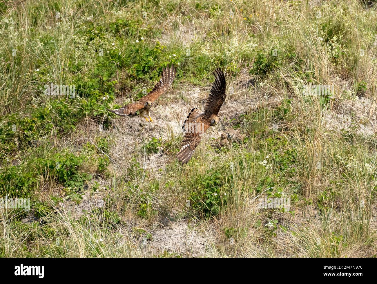 Germany, marsh harrier (Circus aeruginosus Stock Photo - Alamy