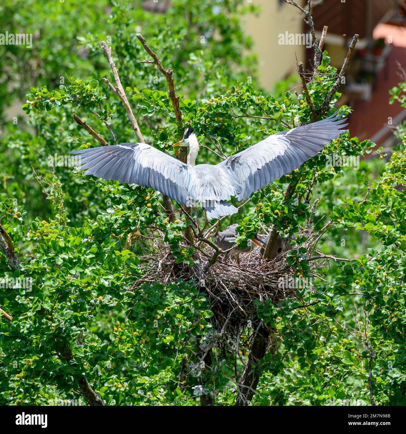 Grey heron (Ardea cinerea) also heron, view of a nest with young grey ...