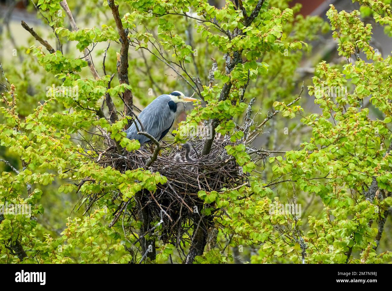 Grey herons hi-res stock photography and images - Alamy
